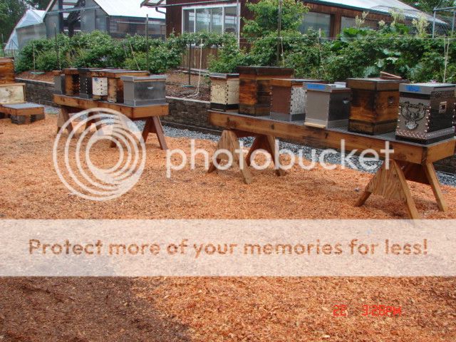 Got to take a peak in the nucs today.... | Beesource Beekeeping Forums